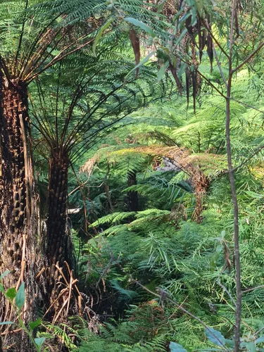 Best Hikes and Trails in Moondarra State Park | AllTrails