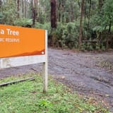 Ada Tree Walk, Victoria, Australia - 56 Reviews, Map | AllTrails