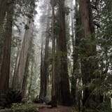 Stout Memorial Grove Trail, California - 2,400 Reviews, Map | AllTrails