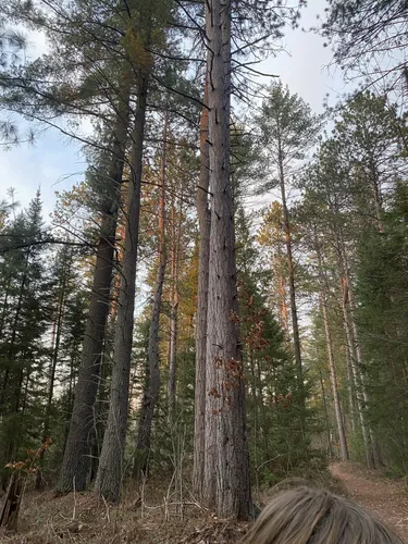 Best Easy Trails in Hartwick Pines State Park | AllTrails