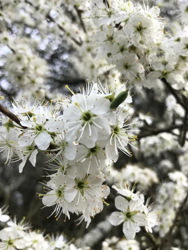 Best Hikes and Trails in Ramstein-Miesenbach | AllTrails