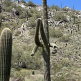 Quartz Ridge Trail Loop, Arizona - 616 Reviews, Map | AllTrails