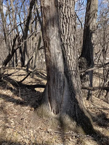 Best Snowshoeing Trails in Turtle River State Park | AllTrails