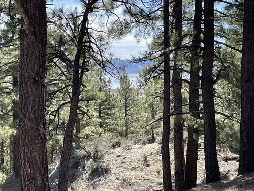 Best Camping Trails in Washoe Valley | AllTrails