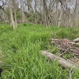 Pony Pasture Rapids Trails, Virginia - 1,473 Reviews, Map | AllTrails