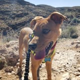 Fossil Ridge Loop, Nevada - 840 Reviews, Map | AllTrails