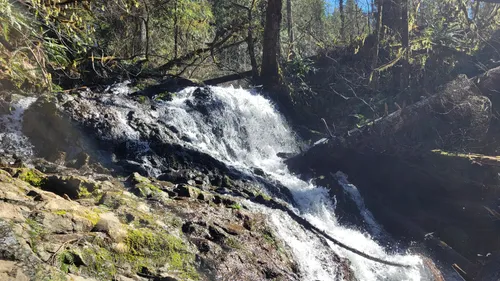 Best Waterfall Trails in Capitol State Forest | AllTrails