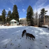 Utah Giant Sequoia Tree, Utah - 74 Reviews, Map | AllTrails