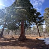 Utah Giant Sequoia Tree, Utah - 92 Reviews, Map | AllTrails
