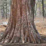 Utah Giant Sequoia Tree, Utah - 92 Reviews, Map | AllTrails