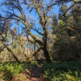 Tall Trees Grove Loop Trail, California - 2,147 Reviews, Map | AllTrails