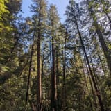 Tall Trees Grove Loop Trail, California - 2,147 Reviews, Map | AllTrails