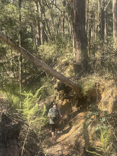 Best Camping Trails in Creswick State Forest | AllTrails