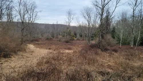 Best Forest Trails in Tuscarora State Park | AllTrails