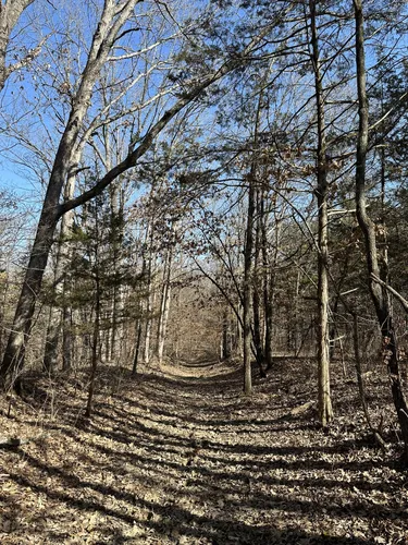 10 Best Hikes and Trails in Mark Twain National Forest | AllTrails