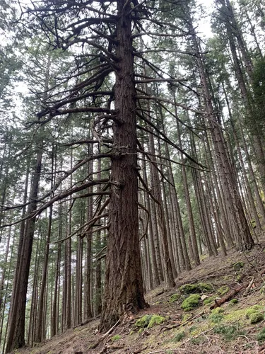 Best Hikes and Trails in Mount Maxwell Provincial Park | AllTrails