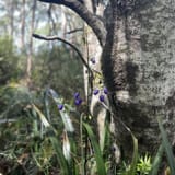 Mount Victoria Track, Victoria, Australia - 287 Reviews, Map | AllTrails