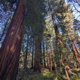 Tall Trees Grove Loop Trail, California - 2,147 Reviews, Map | AllTrails