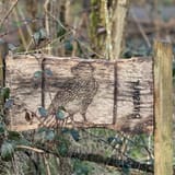 Banstead Woods Nature Circular, Surrey, England - 703 Reviews, Map ...