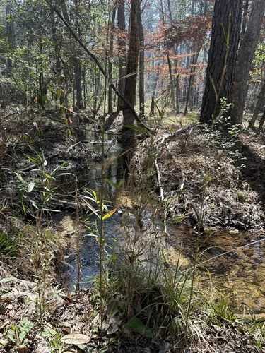 Best Forest Trails in Elmer | AllTrails