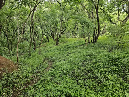 Baner-Pashan Biodiversity Park: de beste routes om te wandelen | AllTrails