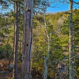 Crane Lake Trail, Missouri - 138 Reviews, Map | AllTrails