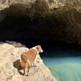 Cave Spring Loop Trail, Missouri - 373 Reviews, Map | AllTrails