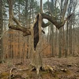 Bridge Loop Trail and Lake Loop Trail, Georgia - 840 Reviews, Map ...