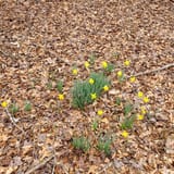 Bridge Loop Trail and Lake Loop Trail, Georgia - 840 Reviews, Map ...