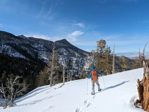 Best Camping Trails in Mount Charleston Wilderness | AllTrails