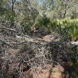 Doris Leeper Trail, Florida - 582 Reviews, Map | AllTrails