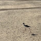 Goleta Beach and the UCSB Lagoon Trail, California - 524 Reviews, Map ...