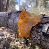 Dave Moore Nature Trail, California - 391 Reviews, Map | AllTrails