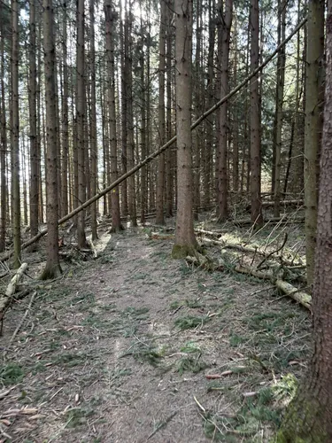Best Hikes and Trails in Zoar Valley Multiple Use Area | AllTrails