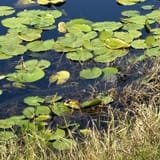 Three Forks Marsh Trail, Florida - 33 Reviews, Map | AllTrails