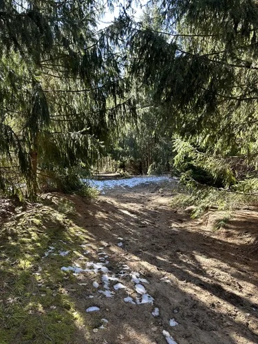 Best Forest Trails in Sand Dunes State Forest | AllTrails