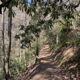 Dukes Creek Trail, Georgia - 3,050 Reviews, Map | AllTrails