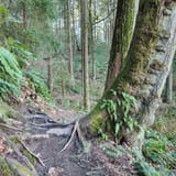 Forest Park Ridge Trail, Oregon - 1,224 Reviews, Map | AllTrails