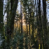 Forest Park Ridge Trail, Oregon - 1,224 Reviews, Map | AllTrails