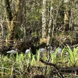 Nocatee Preserve Trail, Florida - 335 Reviews, Map | AllTrails