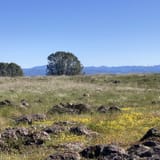 Tuolumne Table Mountain, California - 1,159 Reviews, Map | AllTrails