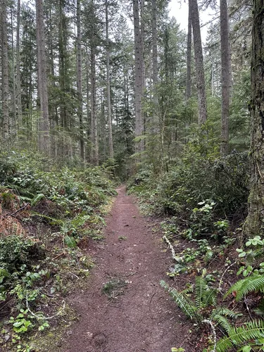 Best Hikes and Trails in Banner Forest Heritage Park | AllTrails