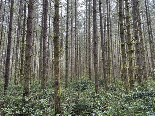 Best Hikes and Trails in Banner Forest Heritage Park | AllTrails