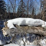Moon Lake Trail, Manitoba, Canada - 267 Reviews, Map | AllTrails