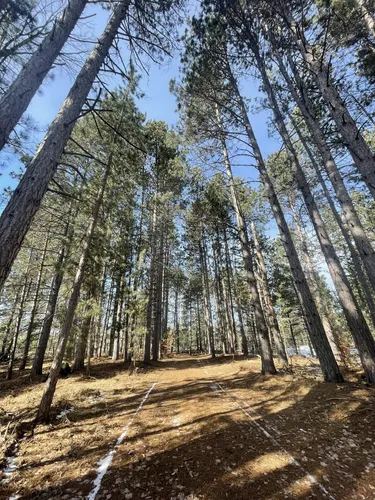 Best Views Trails in Hartwick Pines State Park | AllTrails