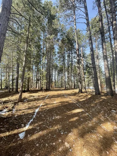 Best Views Trails in Hartwick Pines State Park | AllTrails