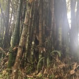 Angelito Trail, East Region, Puerto Rico - 571 Reviews, Map | AllTrails