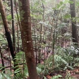 Angelito Trail, East Region, Puerto Rico - 571 Reviews, Map | AllTrails