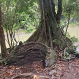 Angelito Trail, East Region, Puerto Rico - 571 Reviews, Map | AllTrails