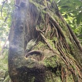 Angelito Trail, East Region, Puerto Rico - 571 Reviews, Map | AllTrails